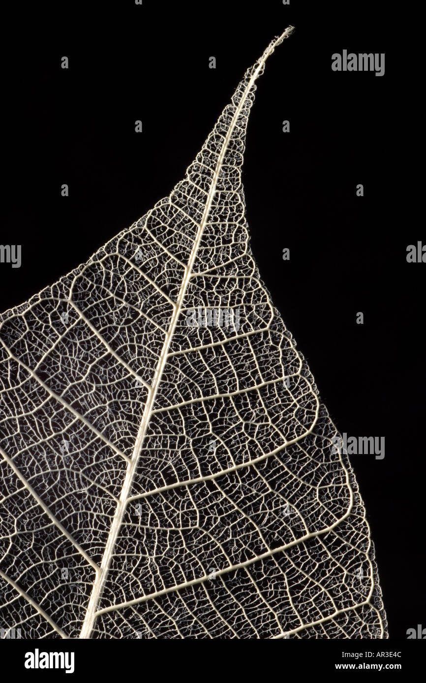 Skeleton Leaf High Resolution Stock Photography and Images - Alamy