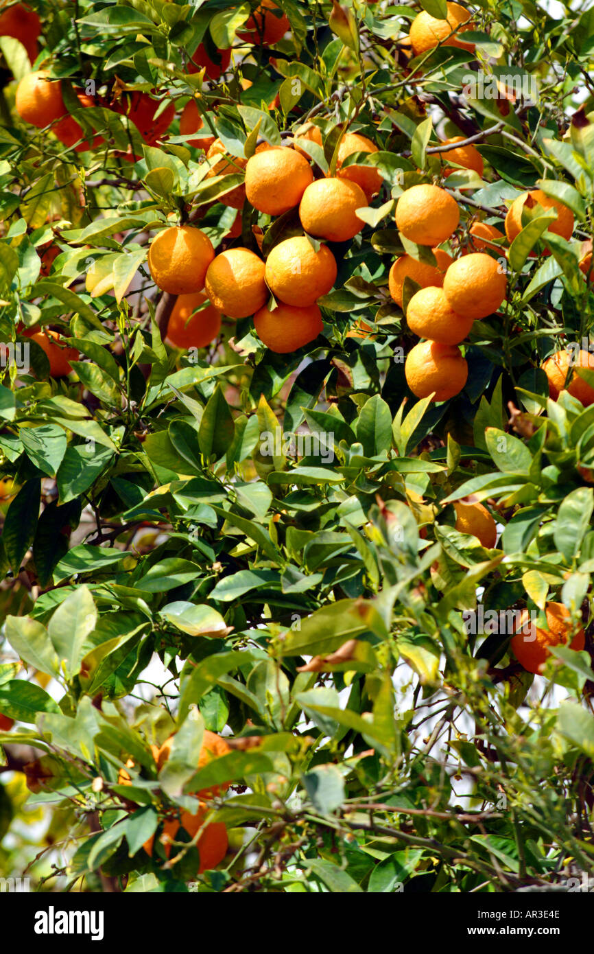 Cyprus orange tree oranges hi-res stock photography and images - Alamy