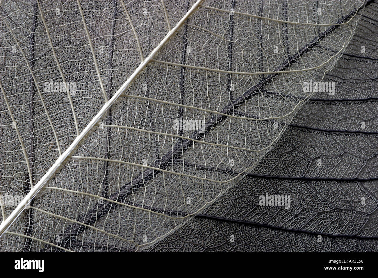 Two skeleton leaves Stock Photo - Alamy