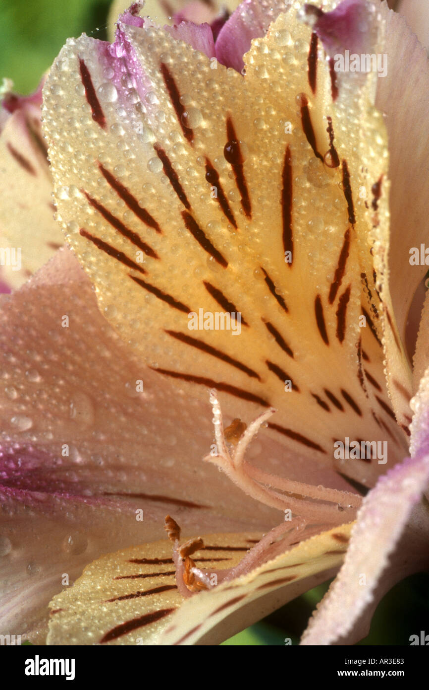 Monica dew hi-res stock photography and images - Alamy