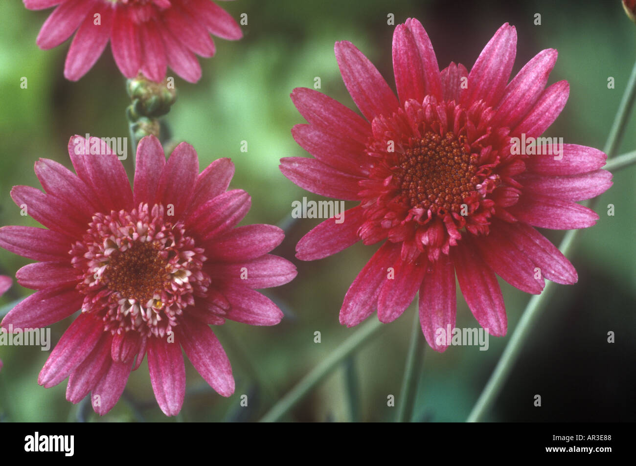 Starlight flowers hi-res stock photography and images - Alamy