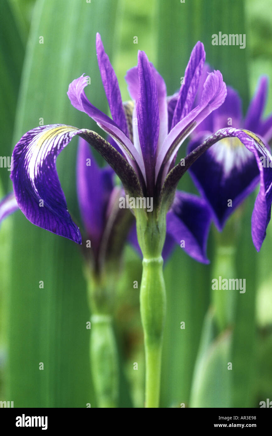 Beardless Irises High Resolution Stock Photography and Images - Alamy