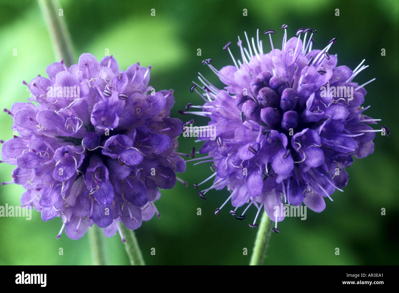 Succisa pratensis. Devil's bit Scabious Stock Photo - Alamy