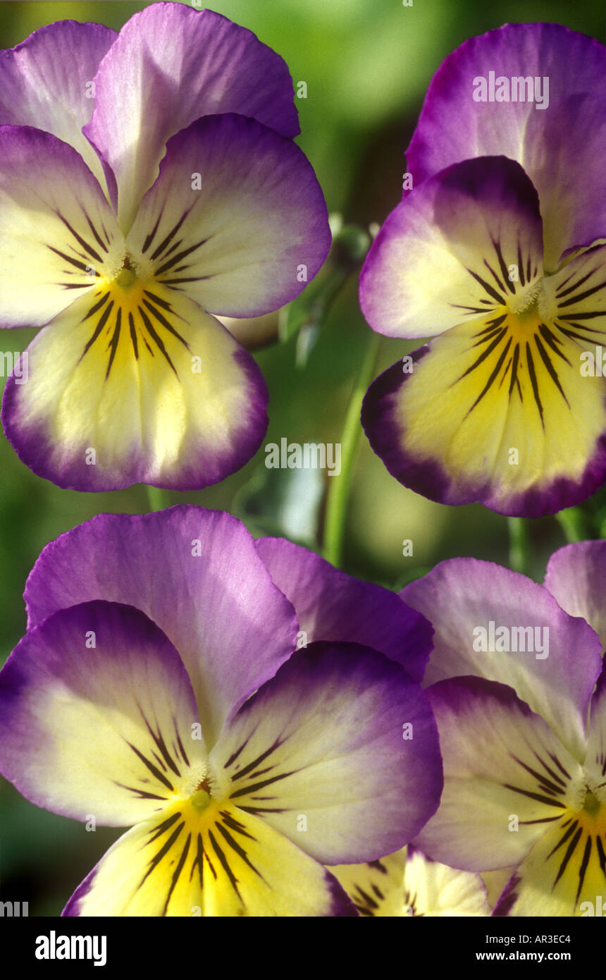 Yellow and cream violas hi-res stock photography and images - Alamy