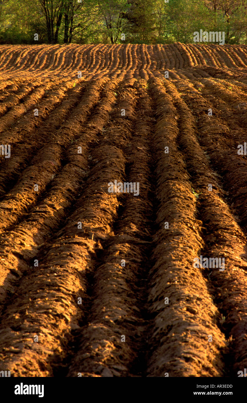 Verticle farming hi-res stock photography and images - Alamy