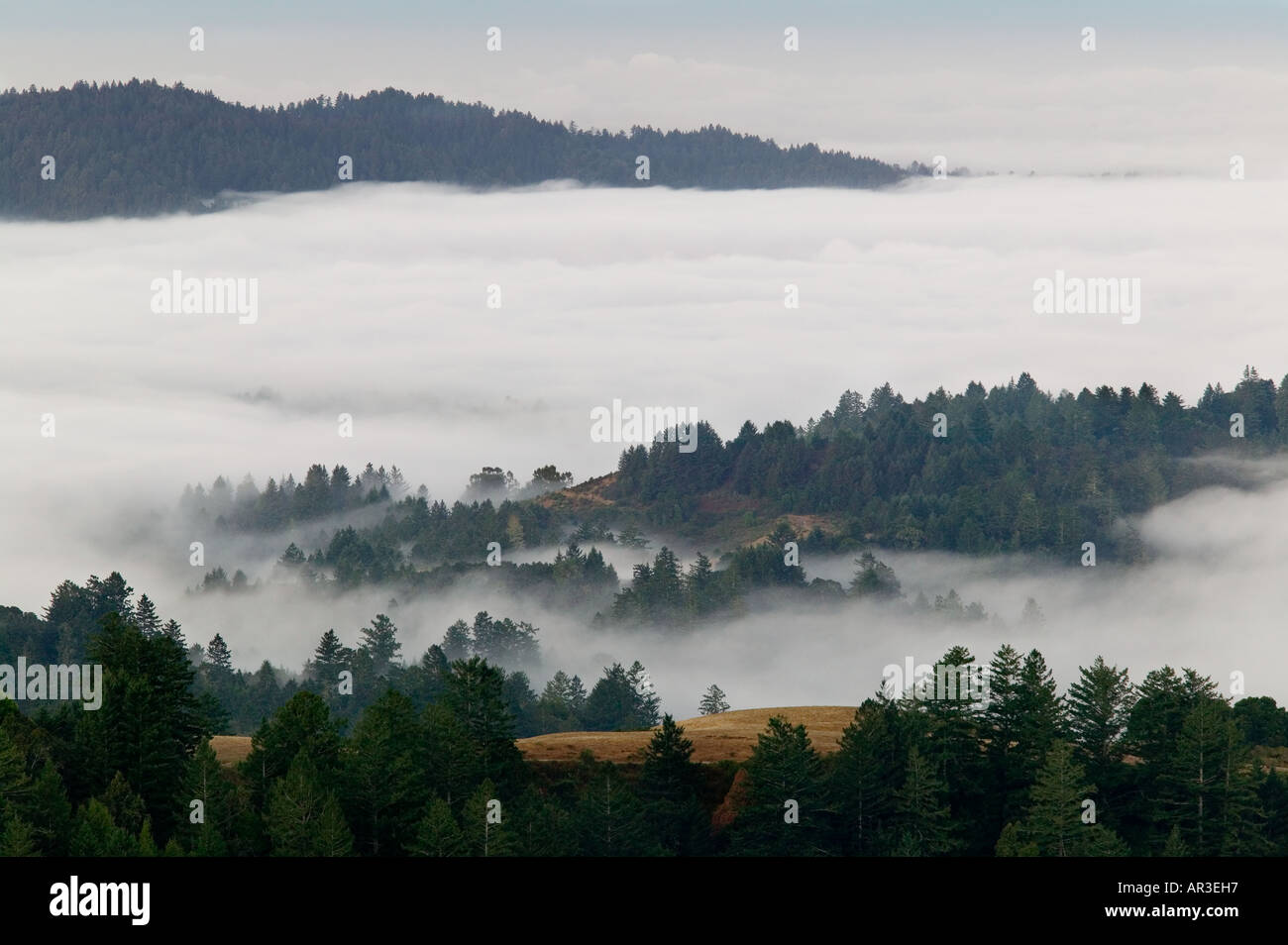 Fog ridges santa cruz mountains hi-res stock photography and images - Alamy