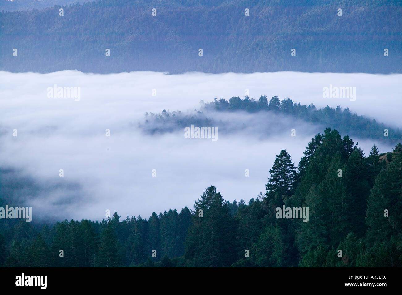 Fog ridges santa cruz mountains hi-res stock photography and images - Alamy