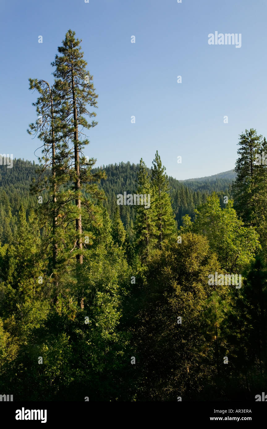 Trees and ridges Stock Photo - Alamy