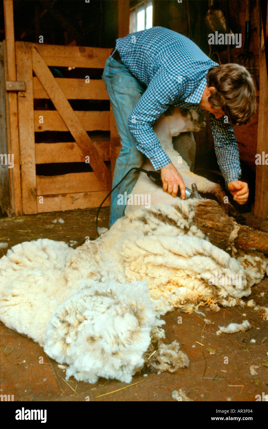 Professional sheep shearing hi-res stock photography and images - Alamy