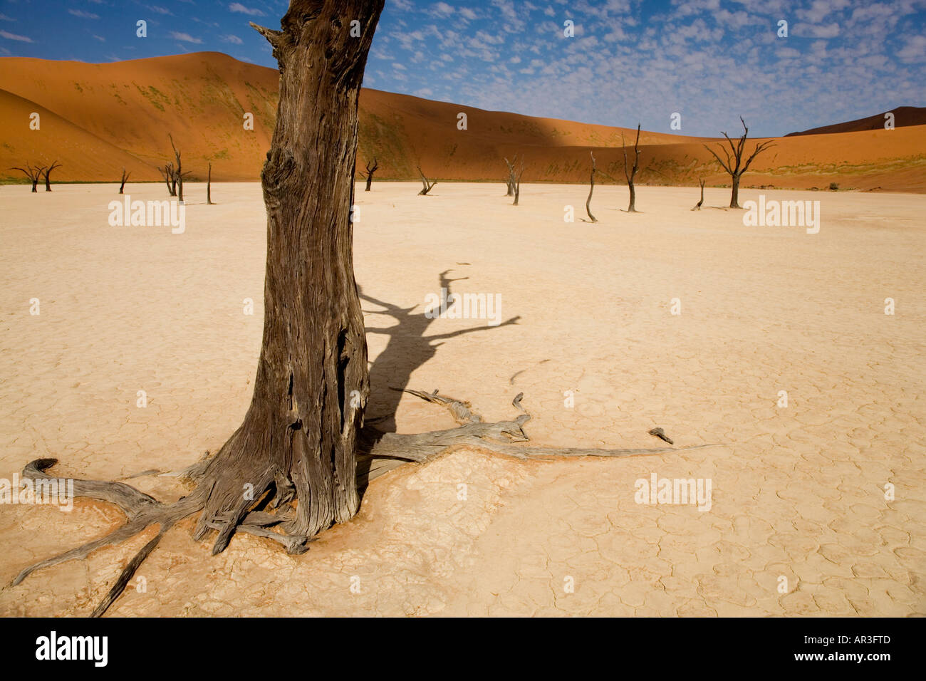 Tree skeleton at Dead Vlei, near Sossusvlei, Namibia. In the background ...