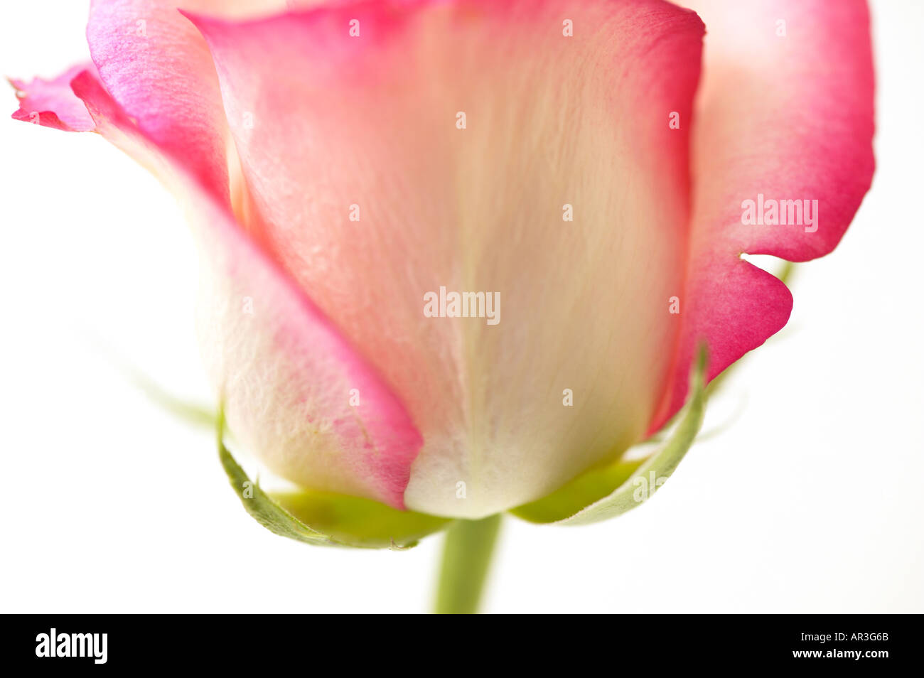A single pink and white rosebud against plain white background Stock ...