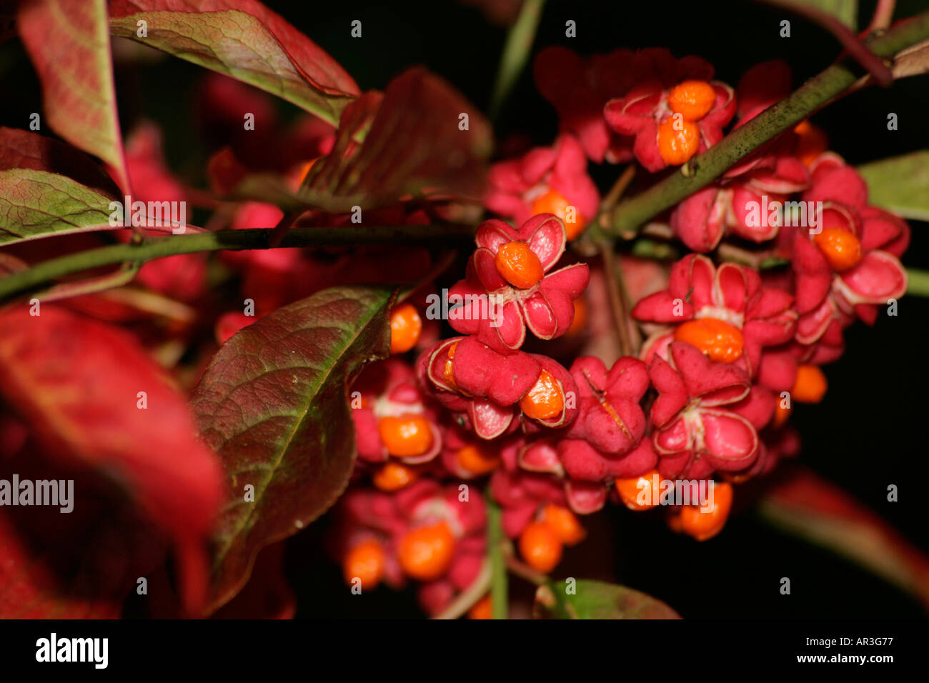 Spindleberry uk autumn hi-res stock photography and images - Alamy