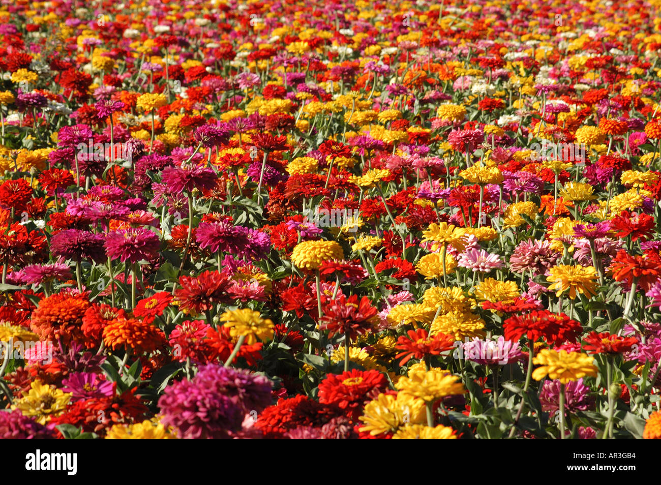 Field of Wildflowers Stock Photo - Alamy
