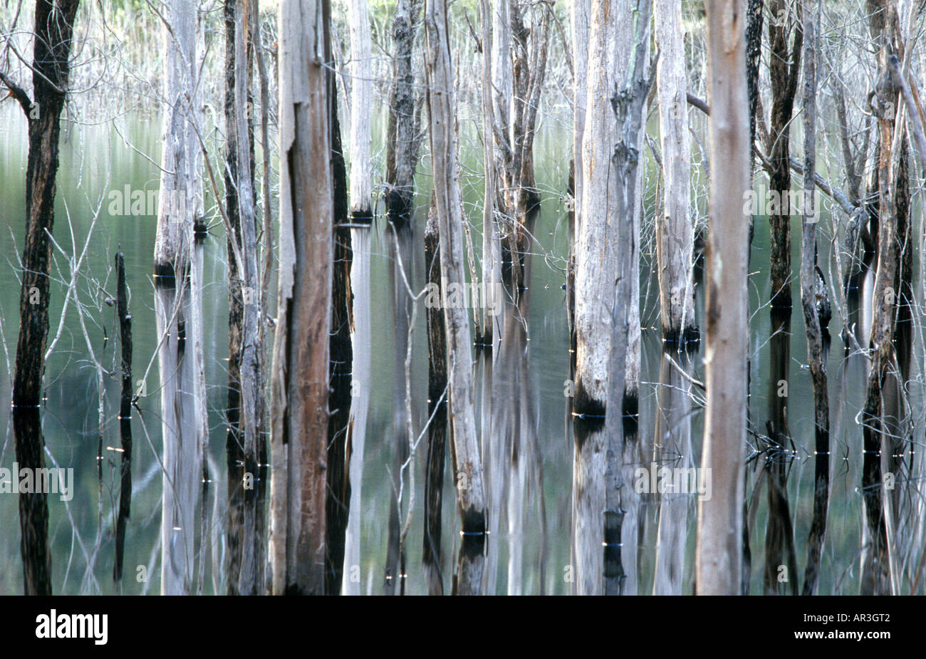 Swamp patterns hi-res stock photography and images - Alamy