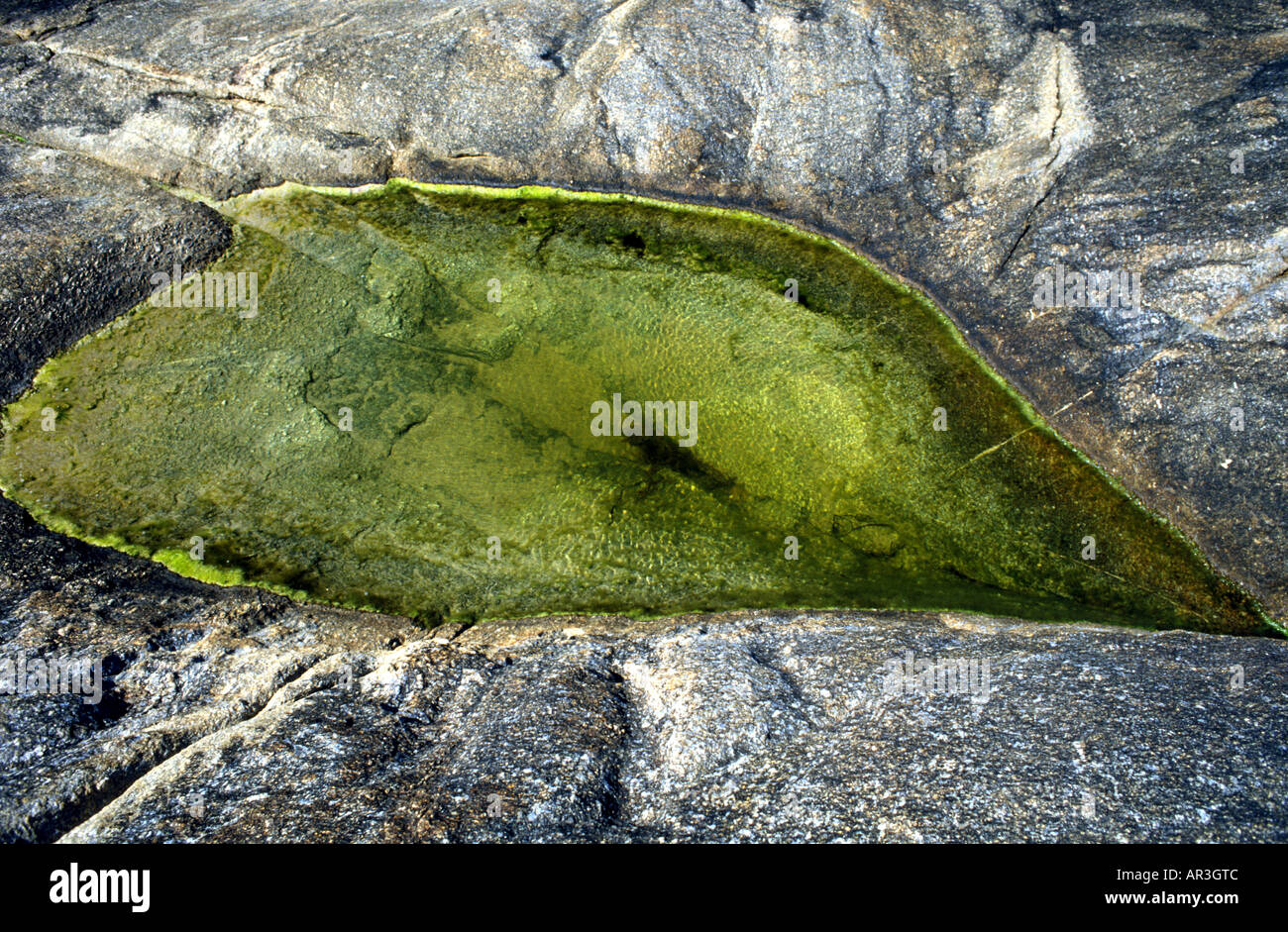 Fungi on rock hi-res stock photography and images - Alamy
