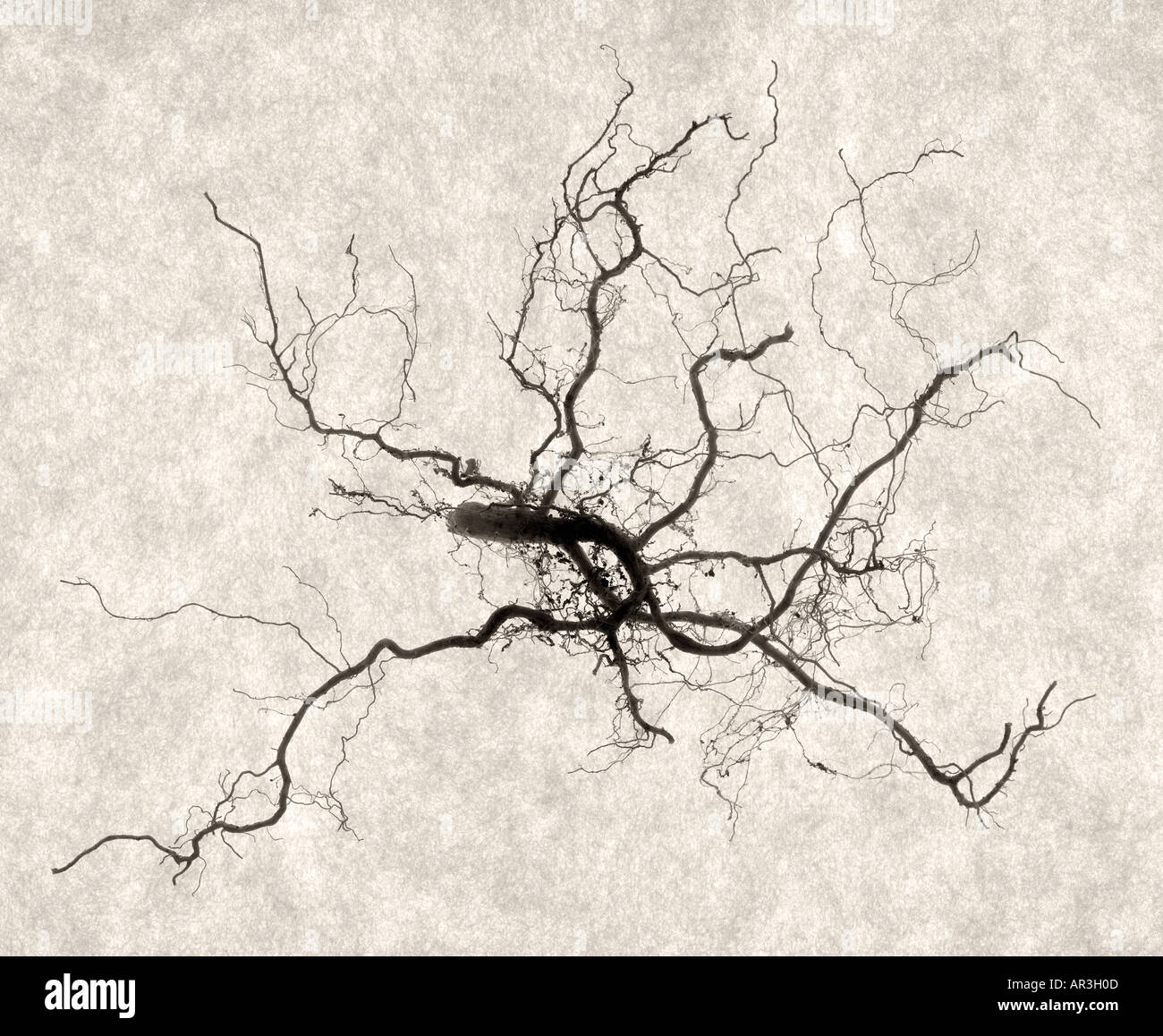 Still life of a plant root backlit thru a handmade paper background ...