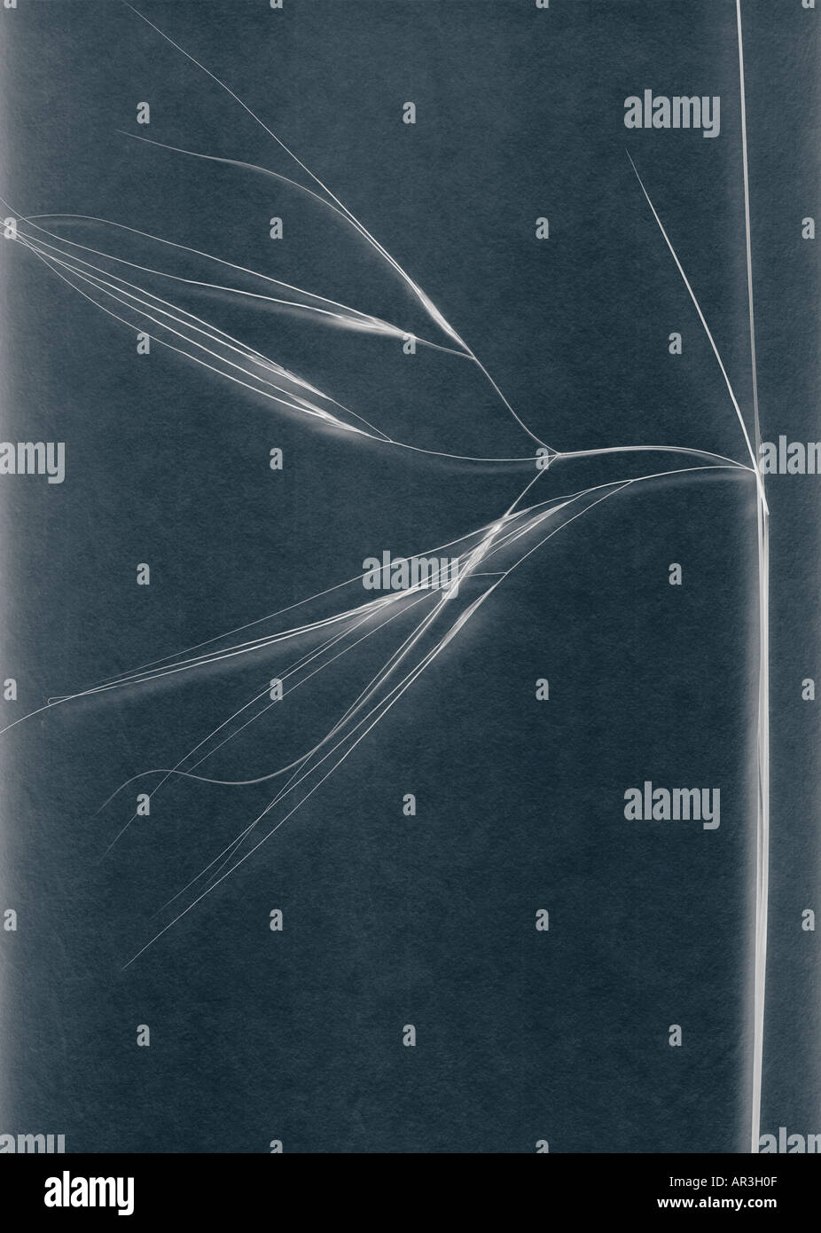 Cyanotype hi-res stock photography and images - Alamy