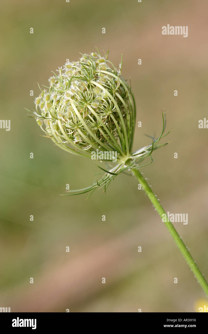 Hemlock flower head Stock Photo - Alamy