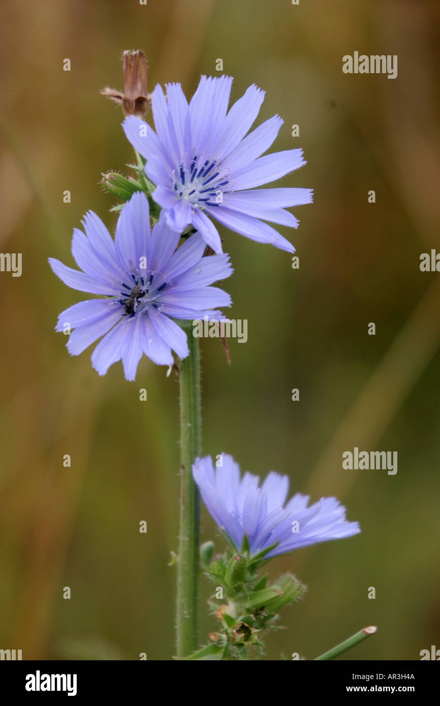 Chicory Chicorium intybus Stock Photo - Alamy