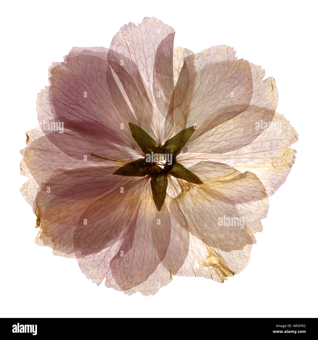 Still life of an aging cherry blossom backlit with a white background ...