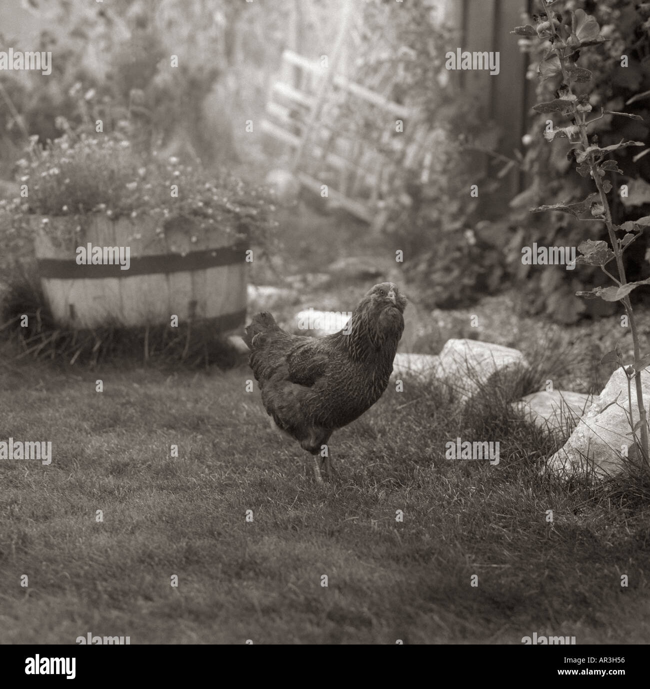 Strutting proudly hi-res stock photography and images - Alamy