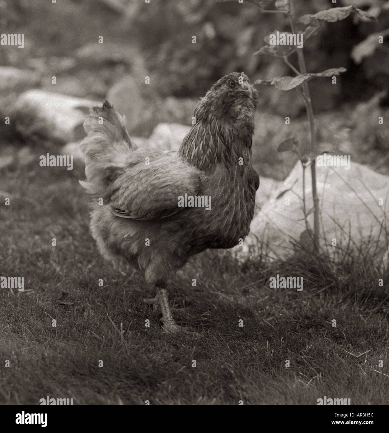A free range chicken proudly strutting in a farm yard Stock Photo - Alamy