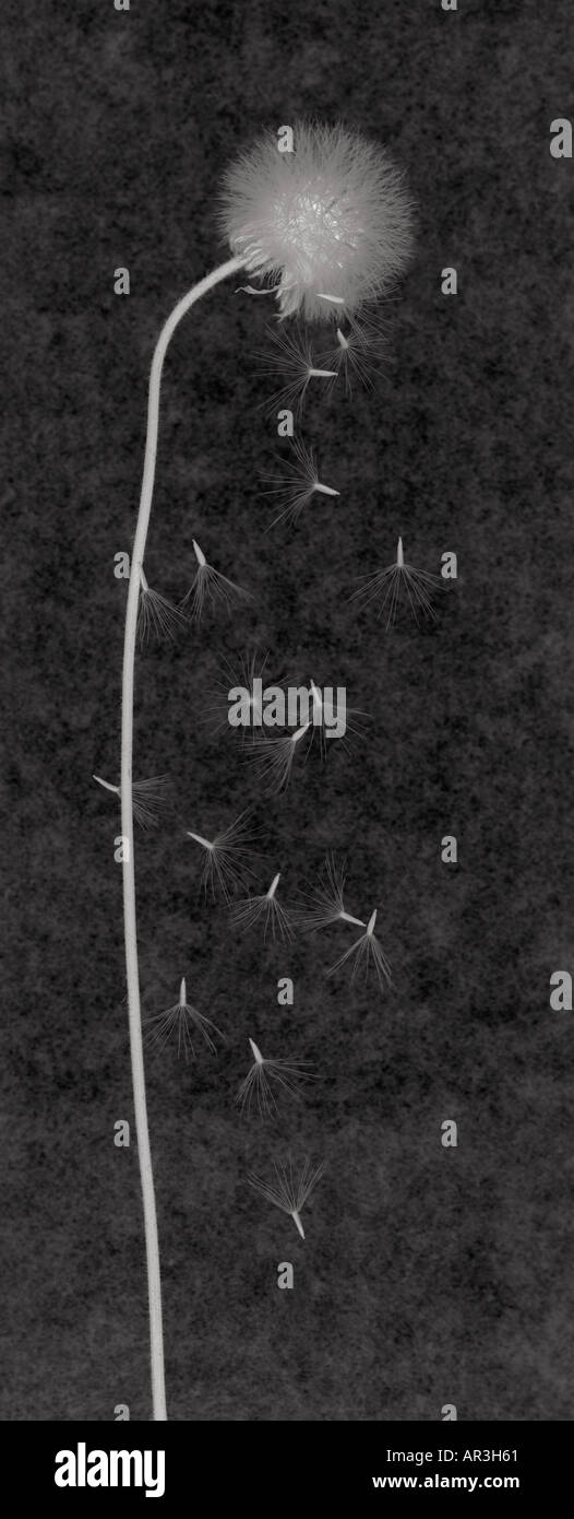 Still life of a flower head dropping its seeds with a mottled black ...