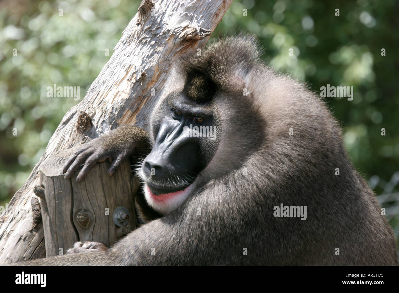 Baboon Mandrillus Leucophaeus St Martin La Plaine Zoo Espace Zoologique ...