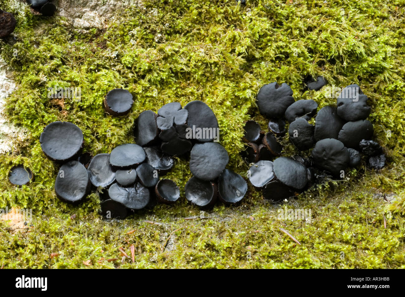 Black Bulgar (Bulgaria inquinans) growing on a tree Stock Photo - Alamy