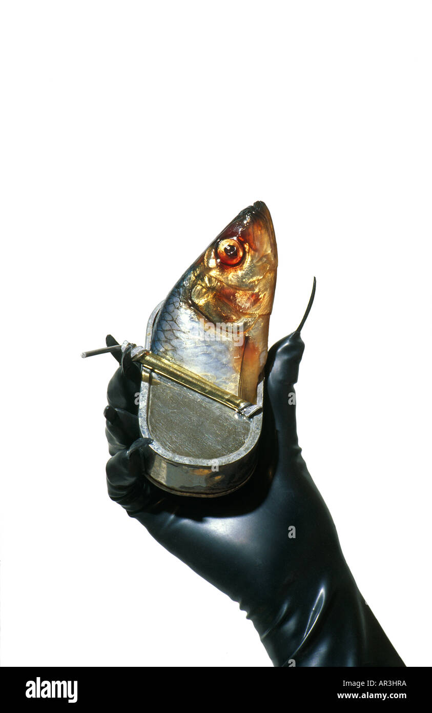 Red Herring High Resolution Stock Photography and Images - Alamy