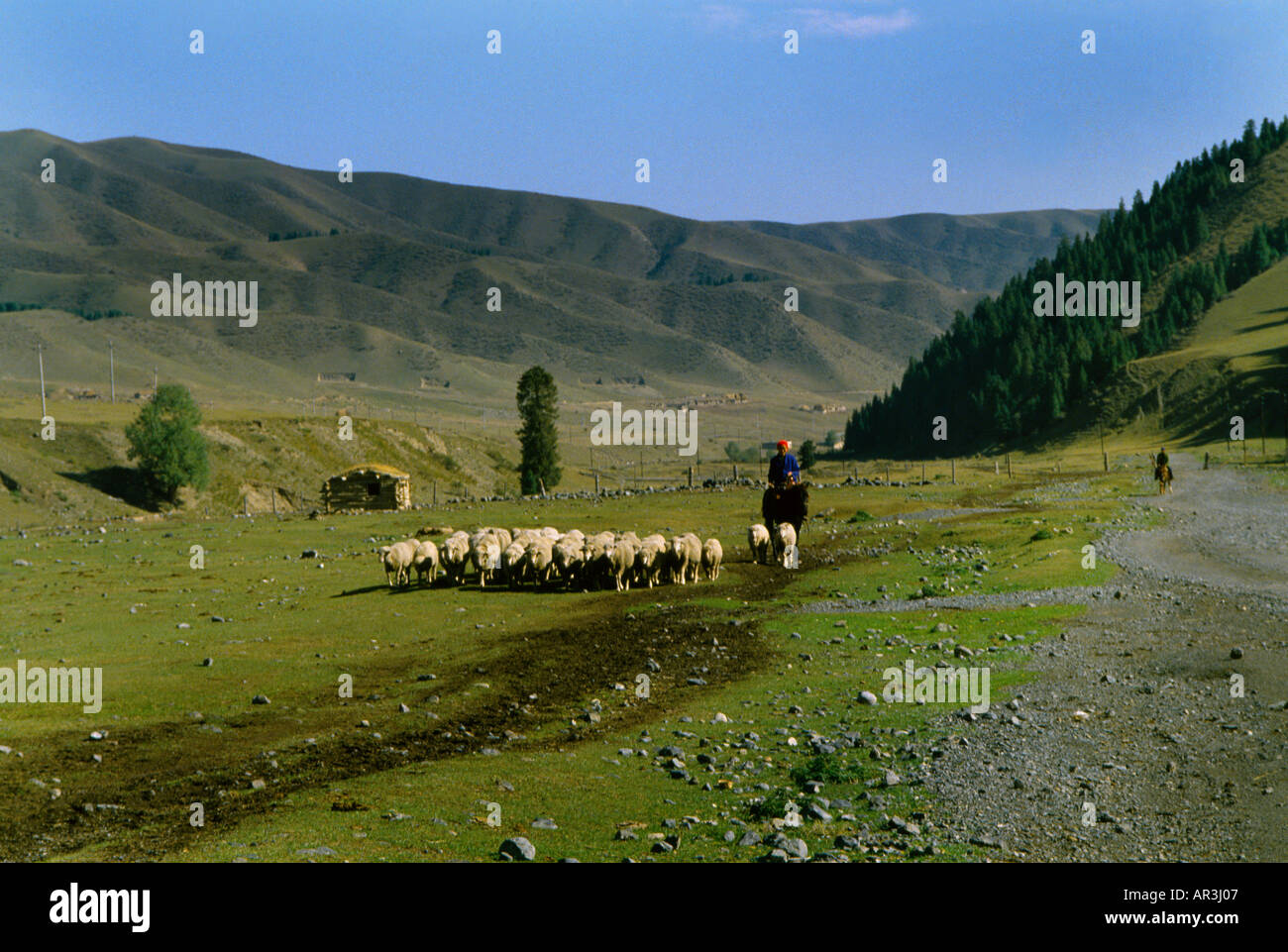 Mammal Of Russian Steppe
