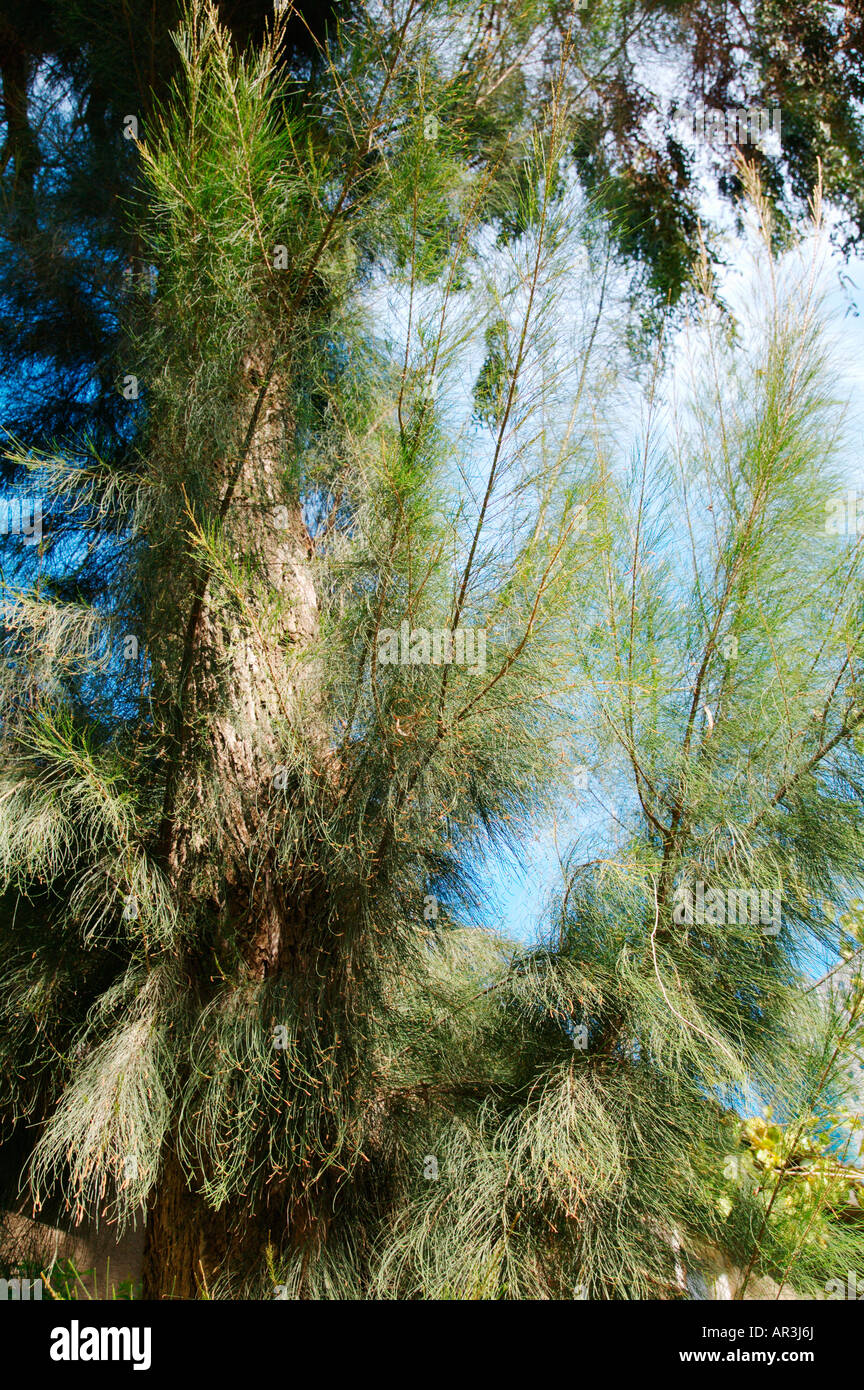 Casuarina vertical hi-res stock photography and images - Alamy