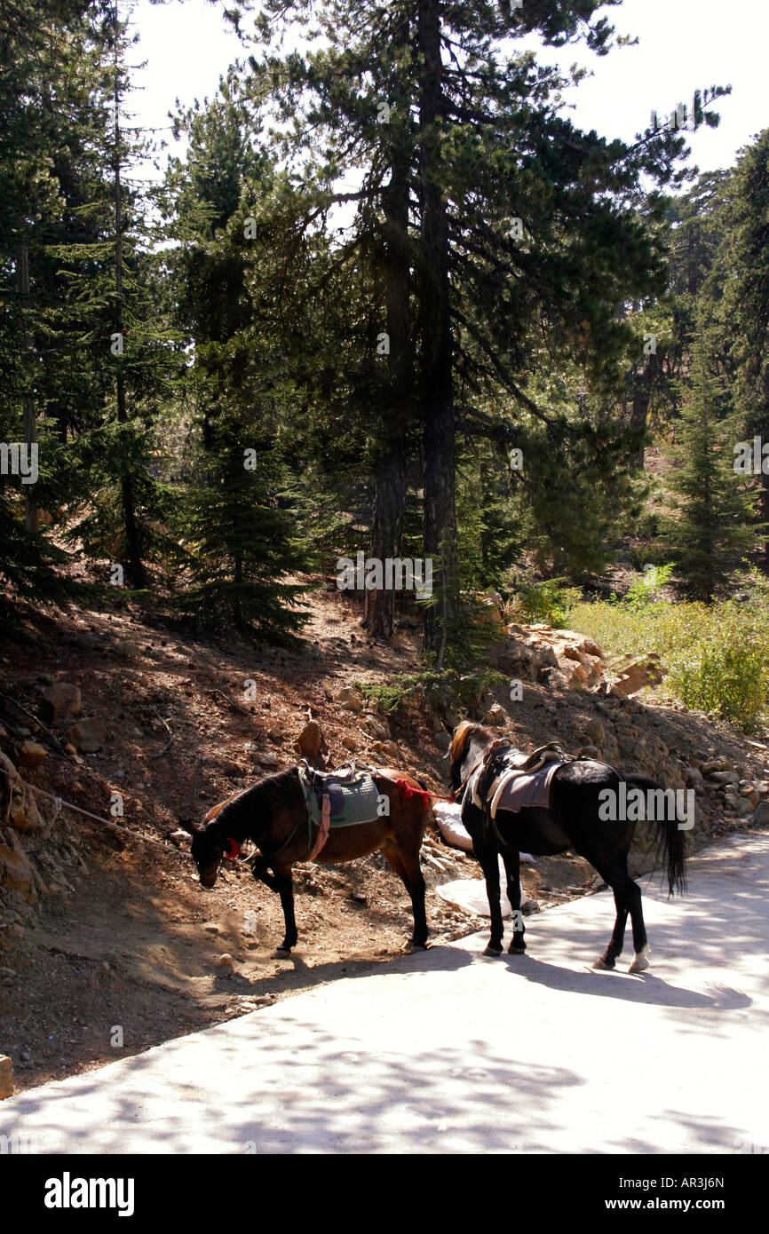 HORSES WAIT FOR THEIR RIDERS IN THE TROODOS MOUNTAINS. CYPRUS Stock ...