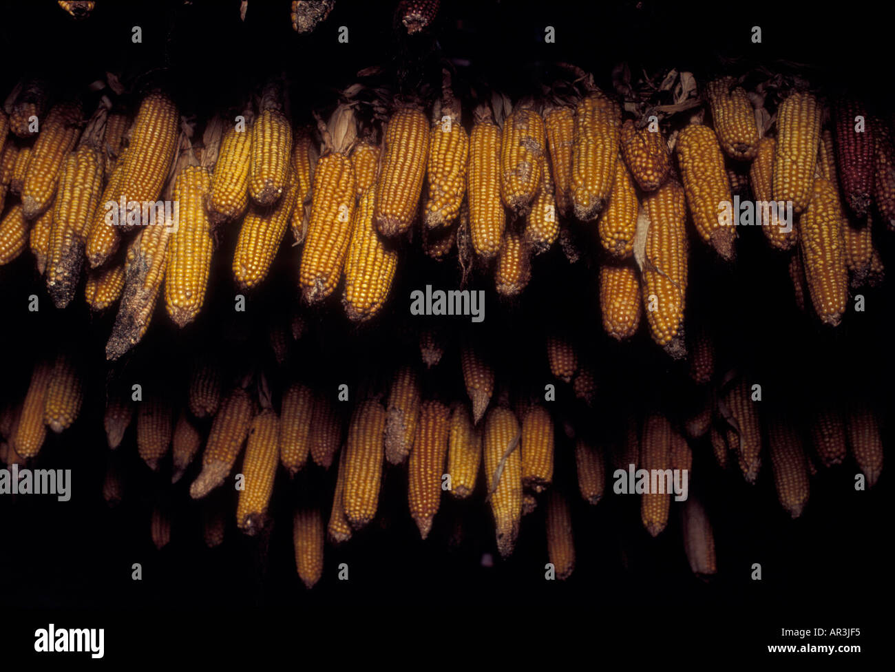 Dry corn maize hi-res stock photography and images - Alamy