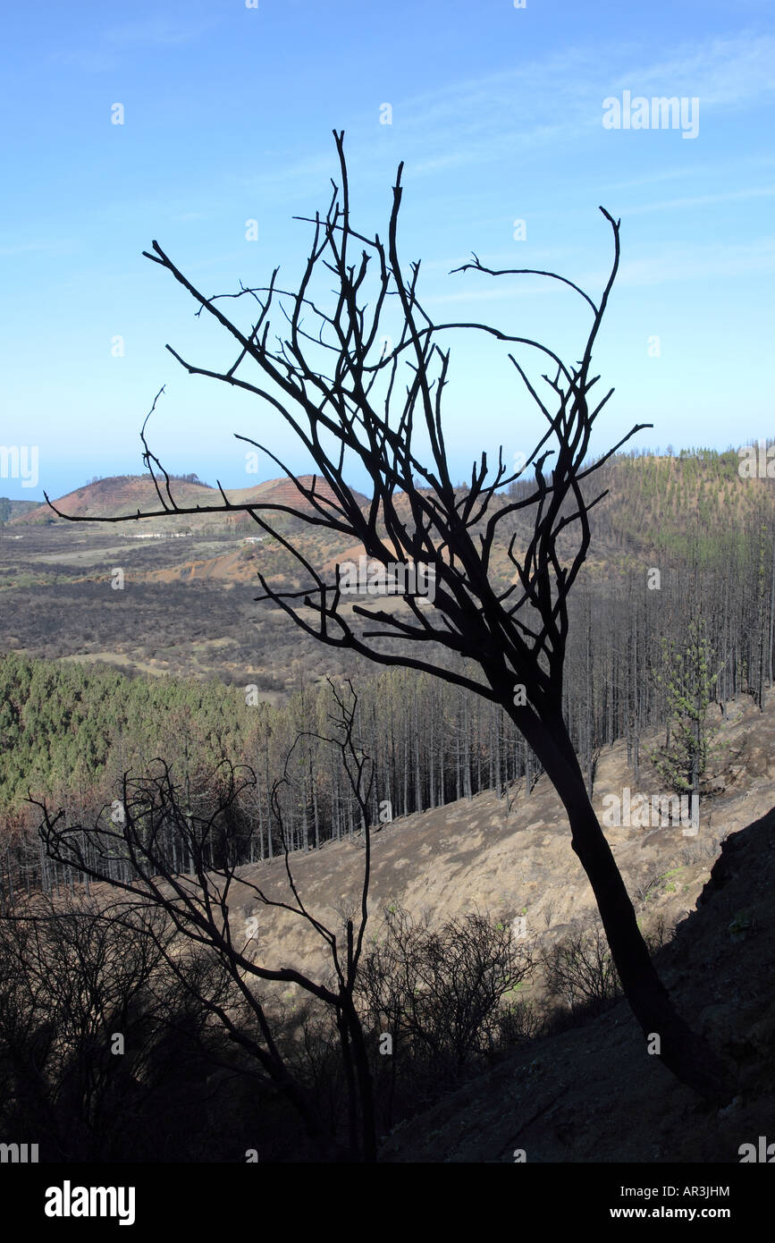 Burnt remnants of a tree caught in the forest fires which raged through ...