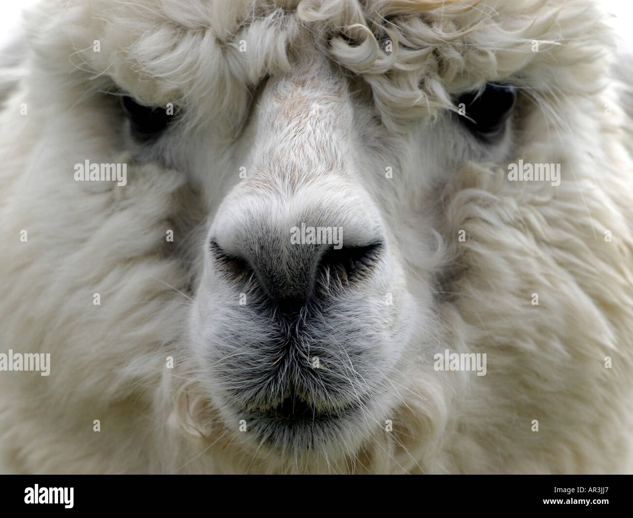 The face of an alpaca Stock Photo - Alamy