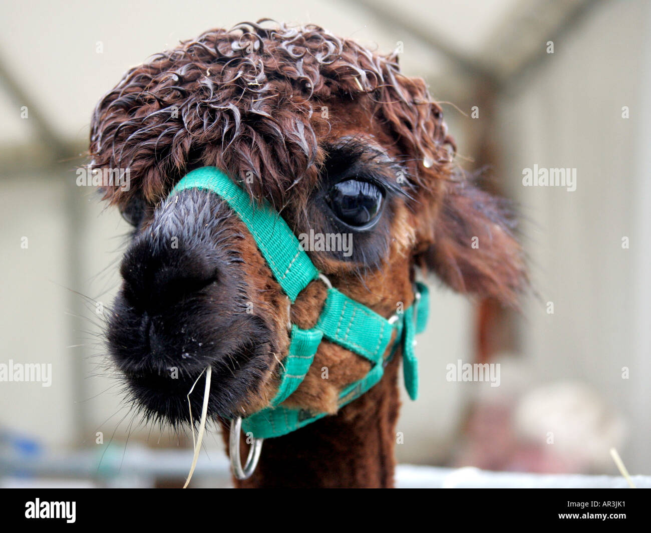 A young brown alpaca that has got wet from the rain Stock Photo - Alamy
