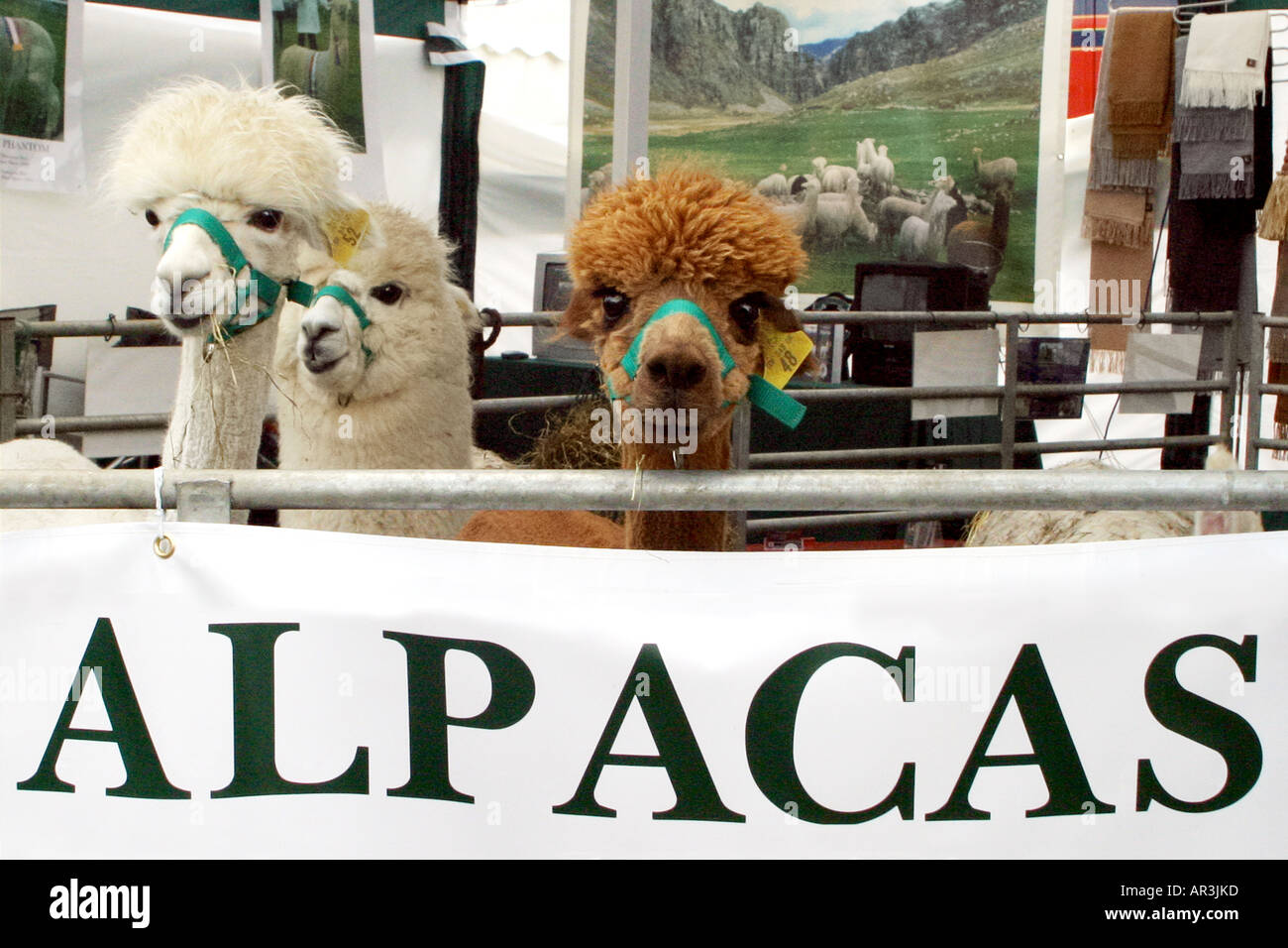 Exotic country pet hi-res stock photography and images - Alamy