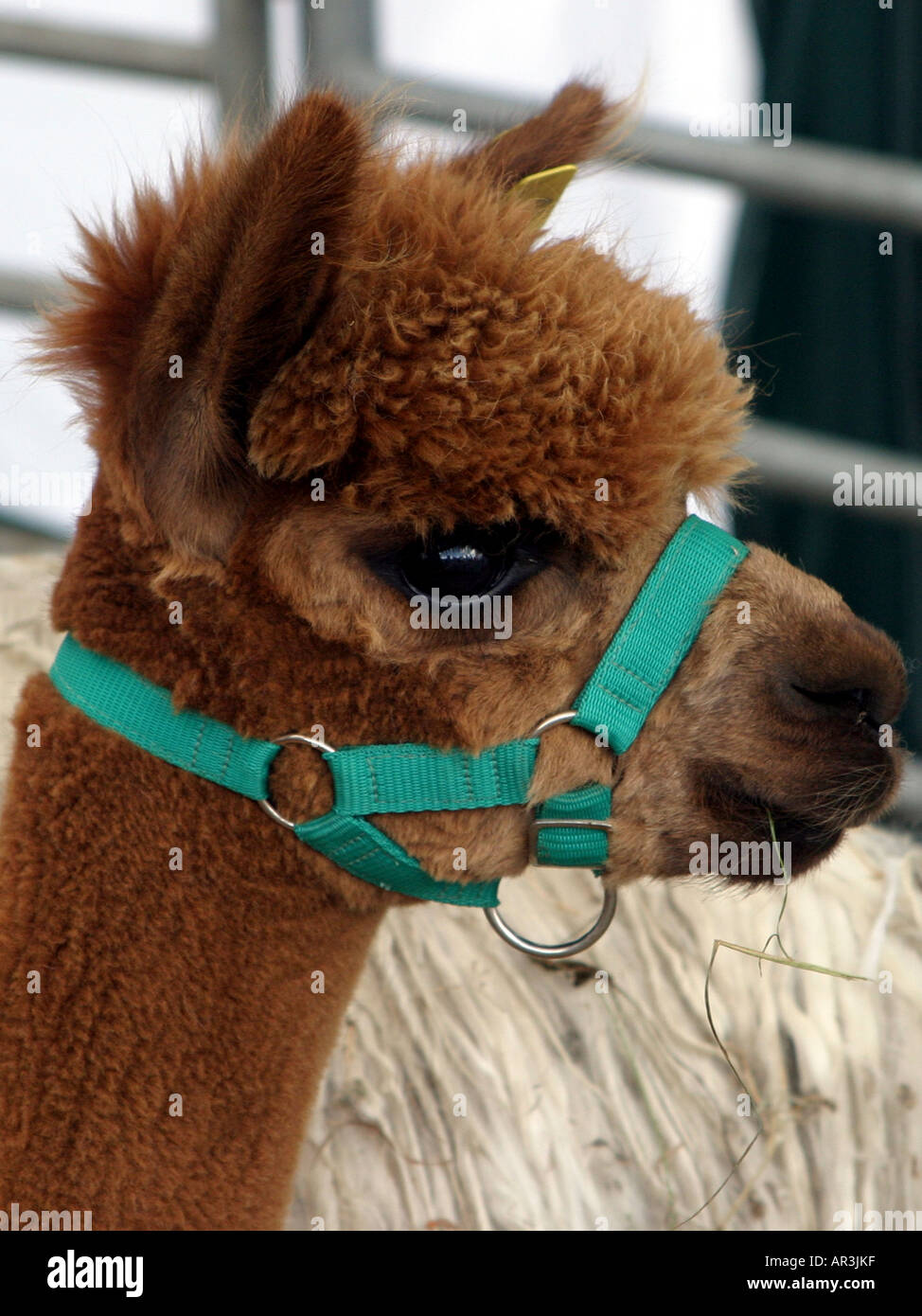 Alpaca wearing harness hi-res stock photography and images - Alamy