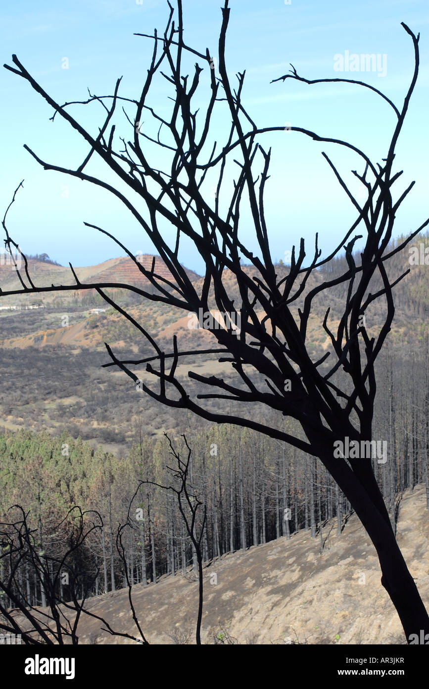 Burnt remnants of a tree caught in the forest fires which raged through ...