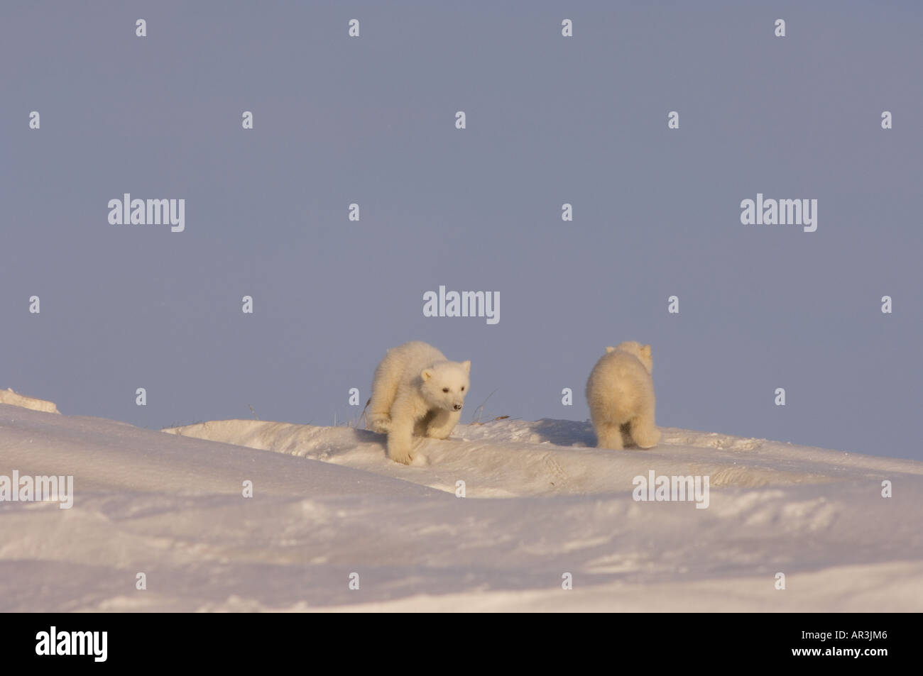 polar bear pair of newborn spring cubs playing outside their den mouth ...