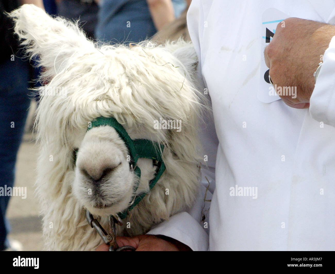 Being harnessed hi-res stock photography and images - Alamy