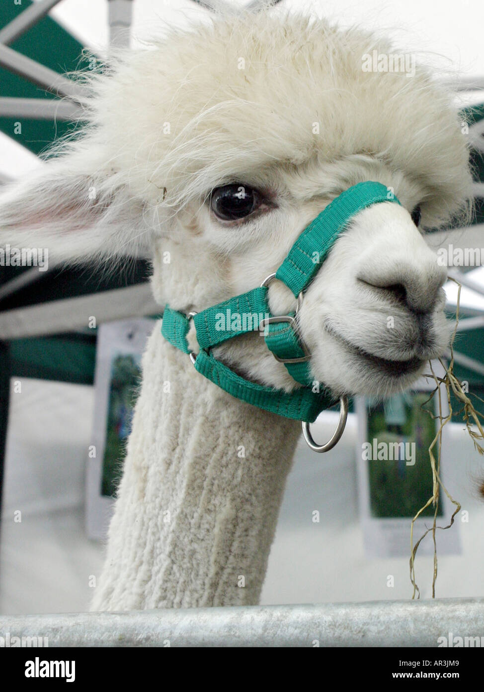 Alpaca wearing harness hi-res stock photography and images - Alamy