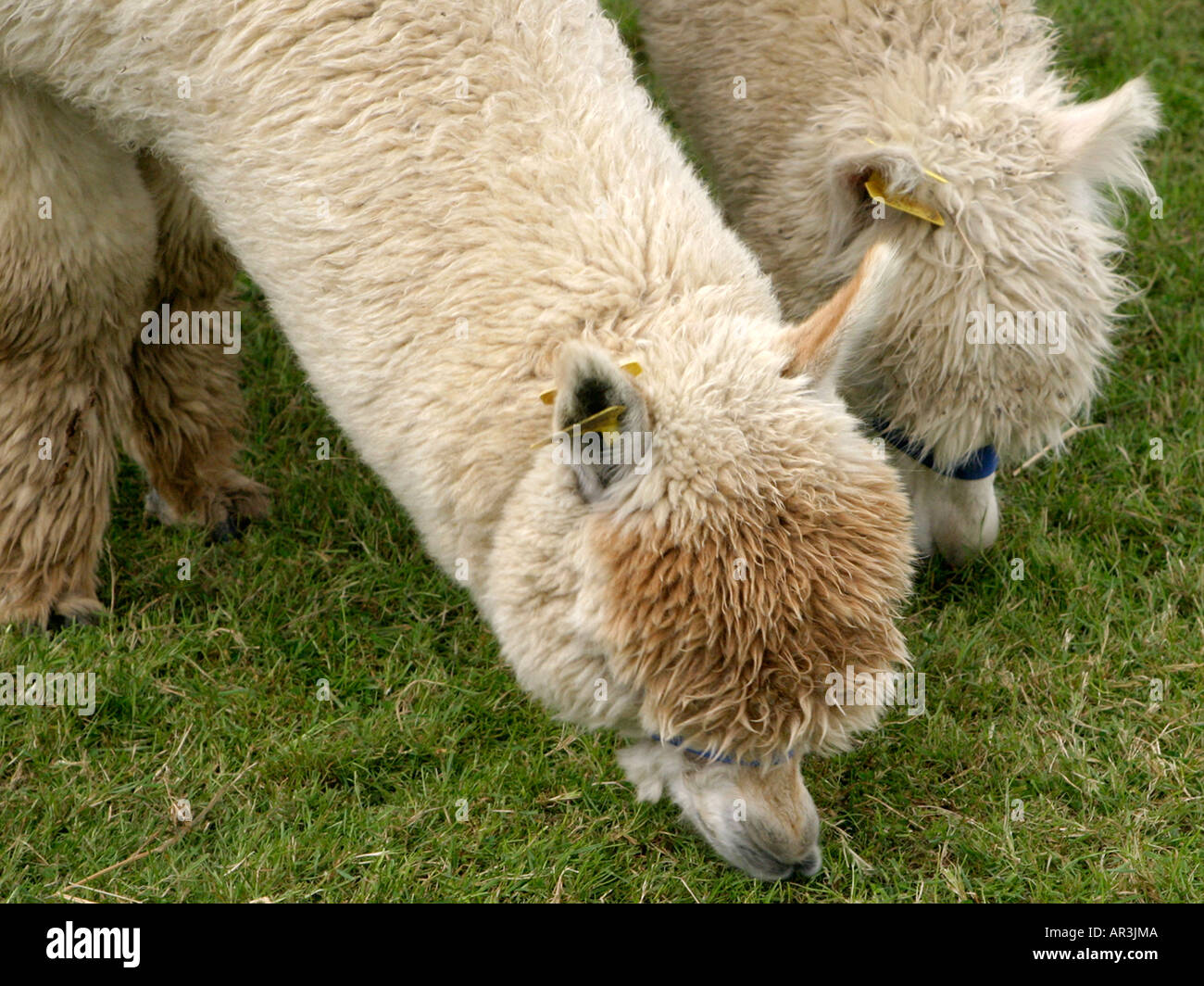 Alpacas grazing on field hi-res stock photography and images - Alamy