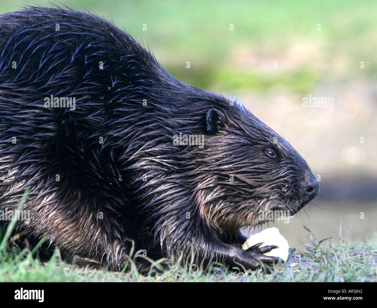 Beaver Eating High Resolution Stock Photography and Images - Alamy