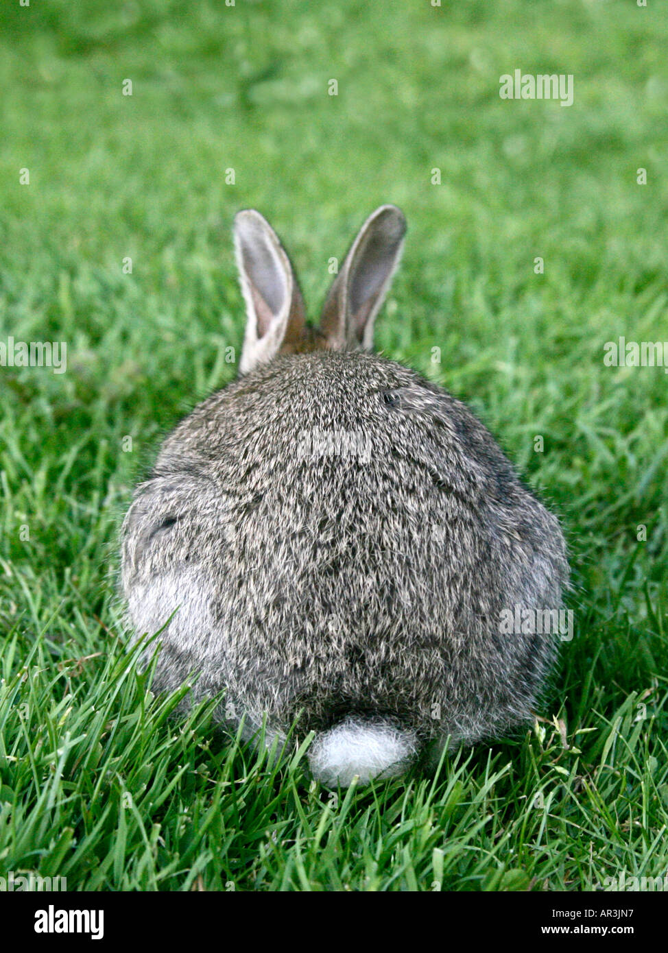 Little rabbit leverett leveret hi-res stock photography and images - Alamy
