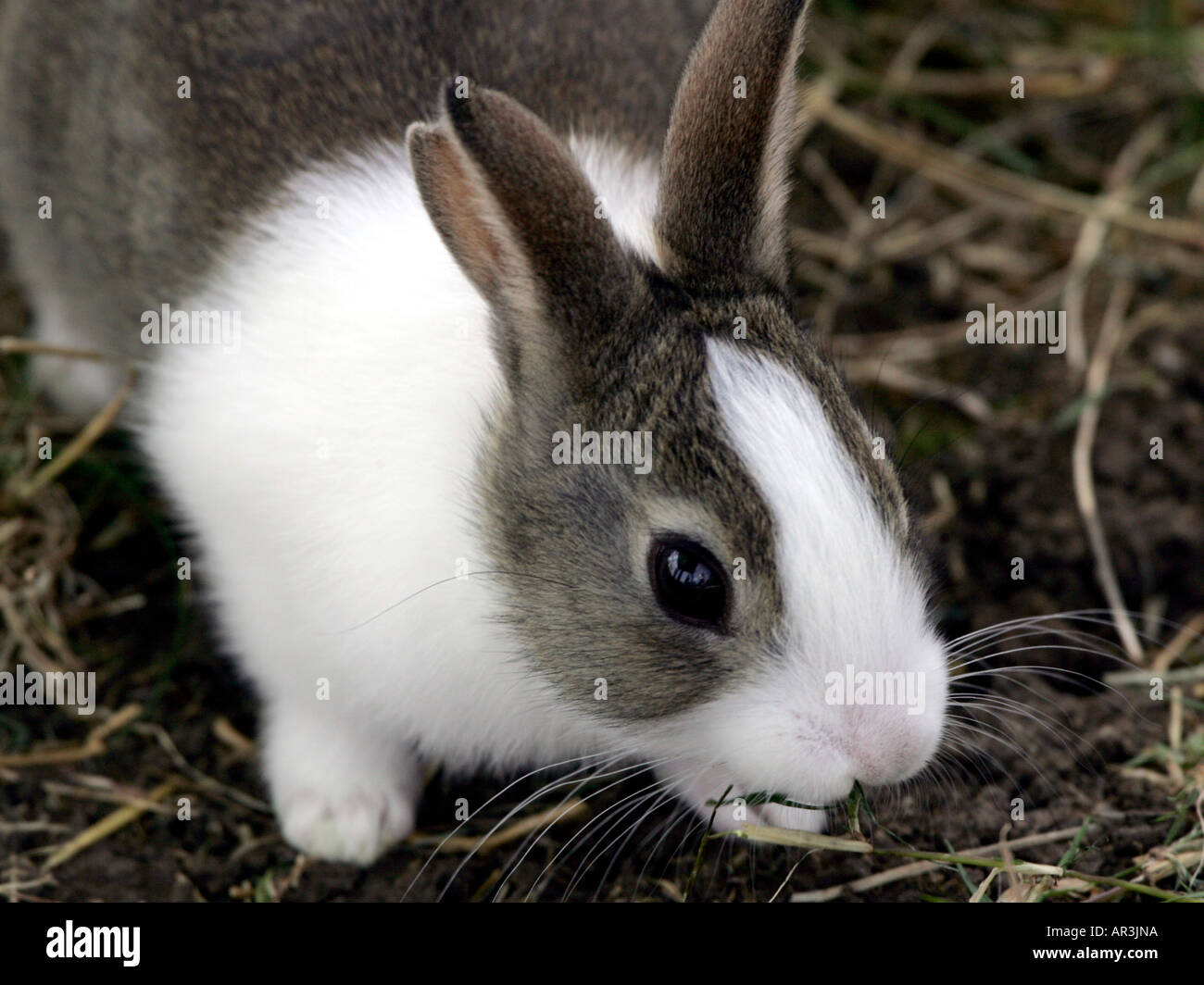 Grey and white rabbit in some straw Stock Photo - Alamy