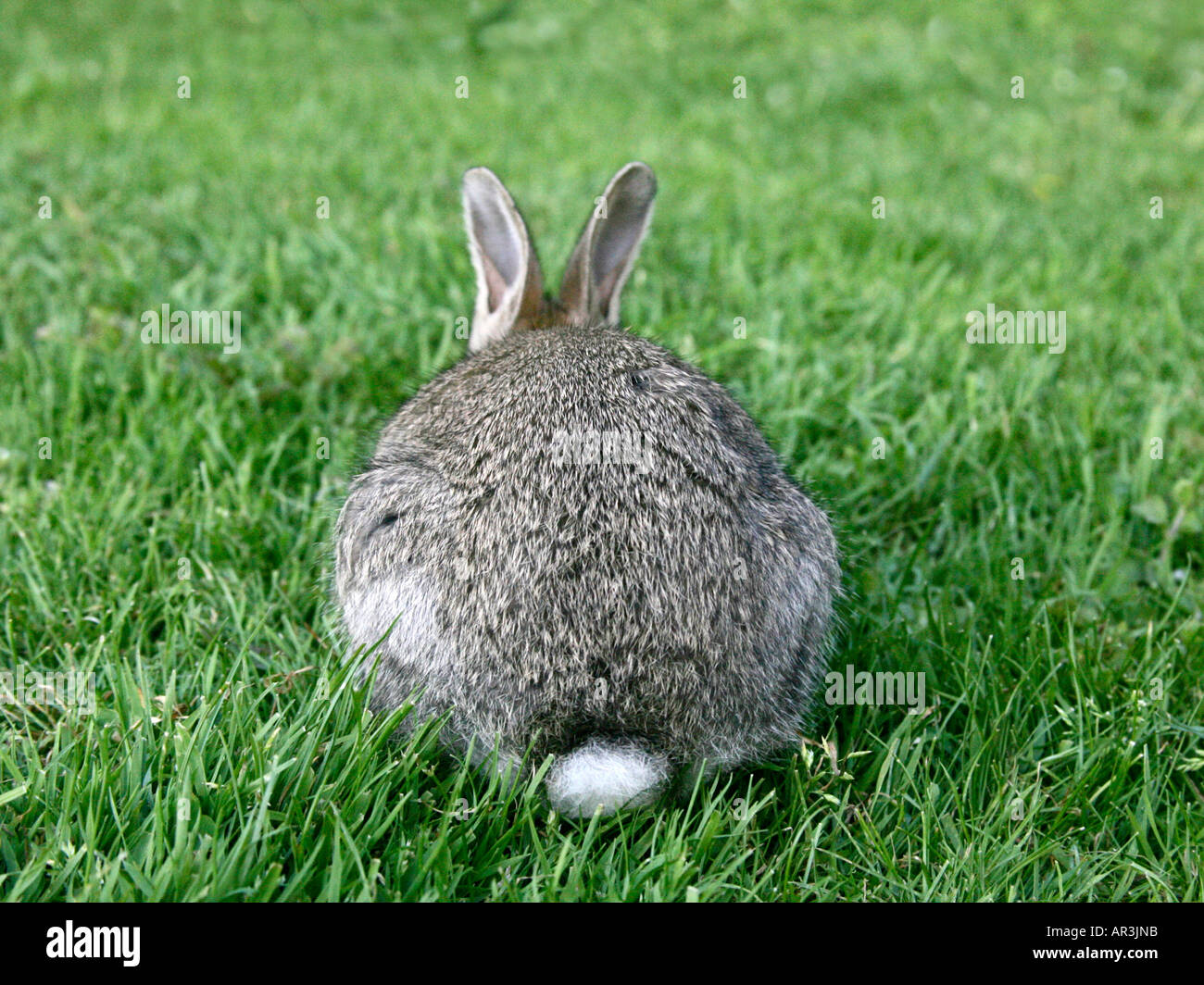 Little rabbit leverett leveret hi-res stock photography and images - Alamy