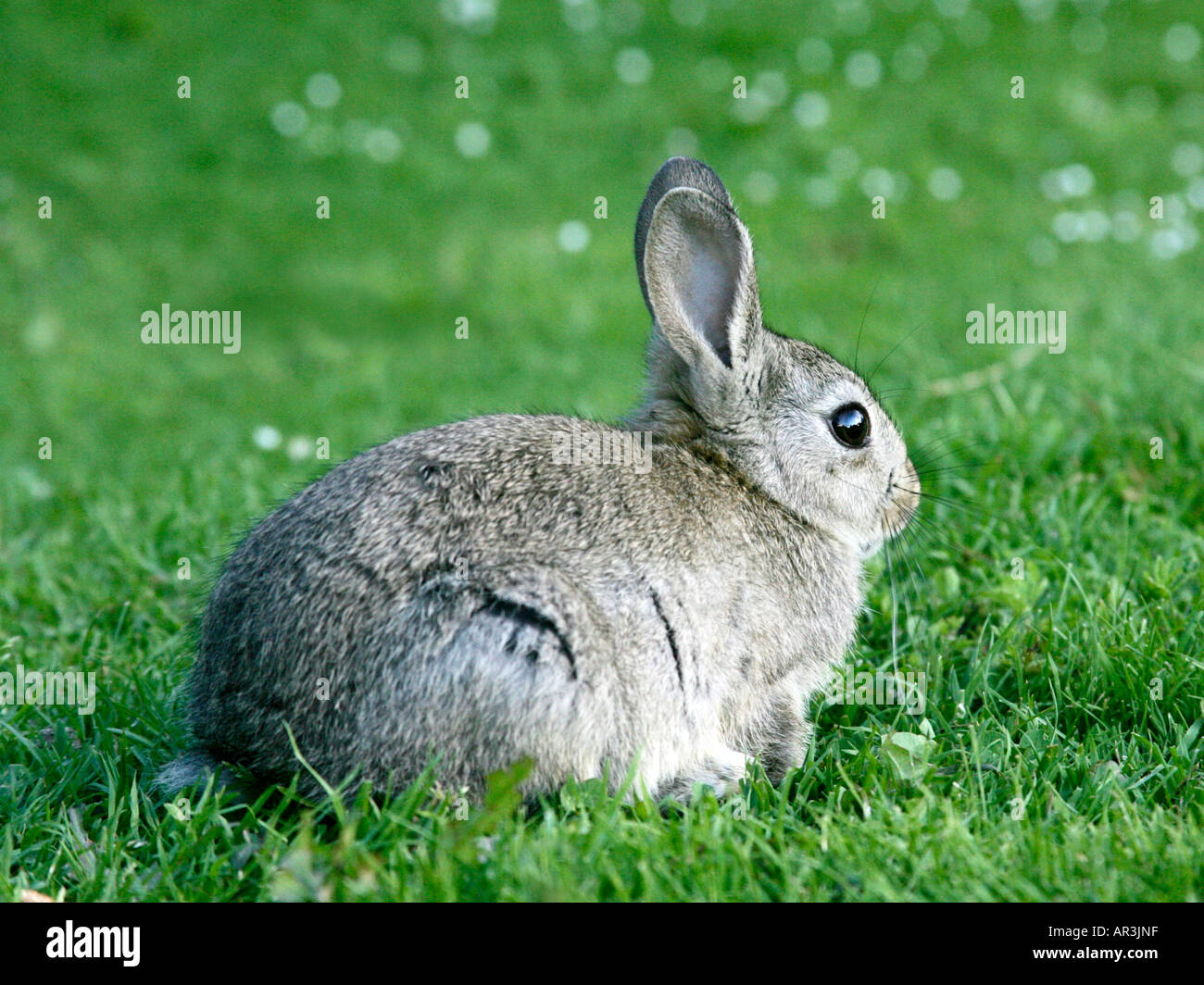 Little rabbit leverett leveret hi-res stock photography and images - Alamy