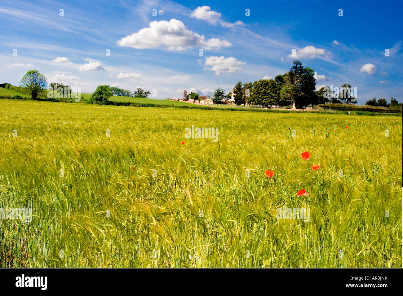 Poppy Fields in Summer Stock Photo - Alamy